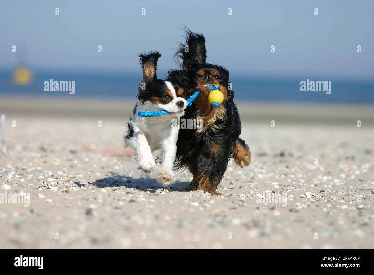 Cavalier King Charles Spaniel, fetch ball on the beach, toy Stock Photo ...