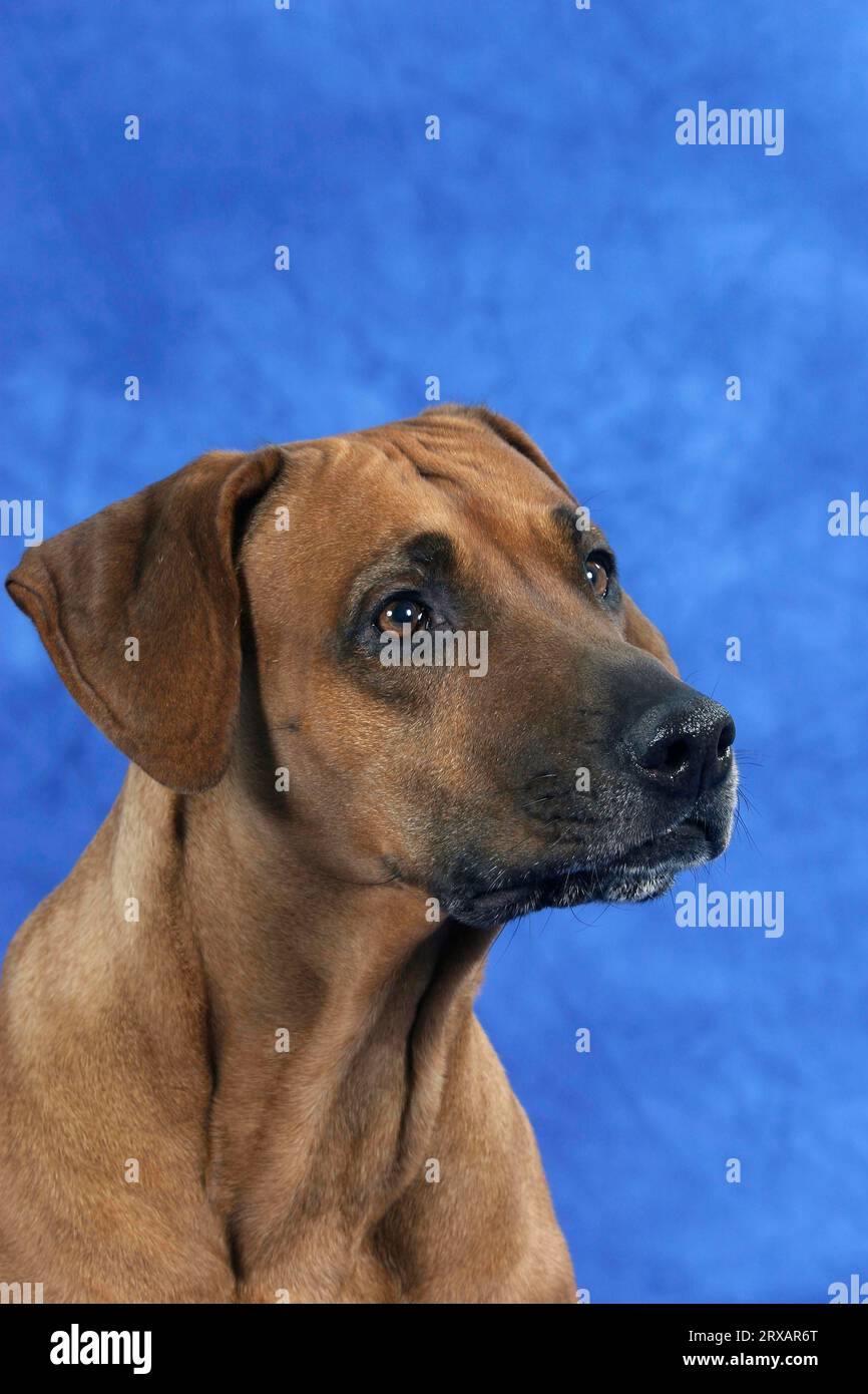 Rhodesian Ridgeback also known as African lion dog Stock Photo - Alamy