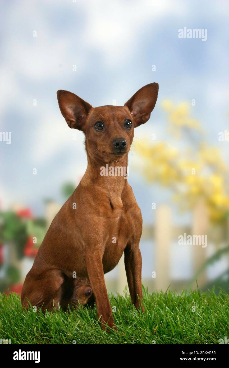 Dwarf Pinscher, Pinscher, Deer Pinscher, Dwarf Grey Pinscher Stock ...