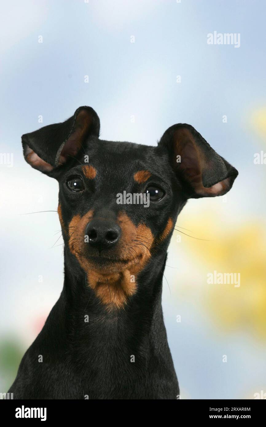 Dwarf Pinscher, Pinscher, Deer Pinscher, Dwarf Grey Pinscher Stock ...