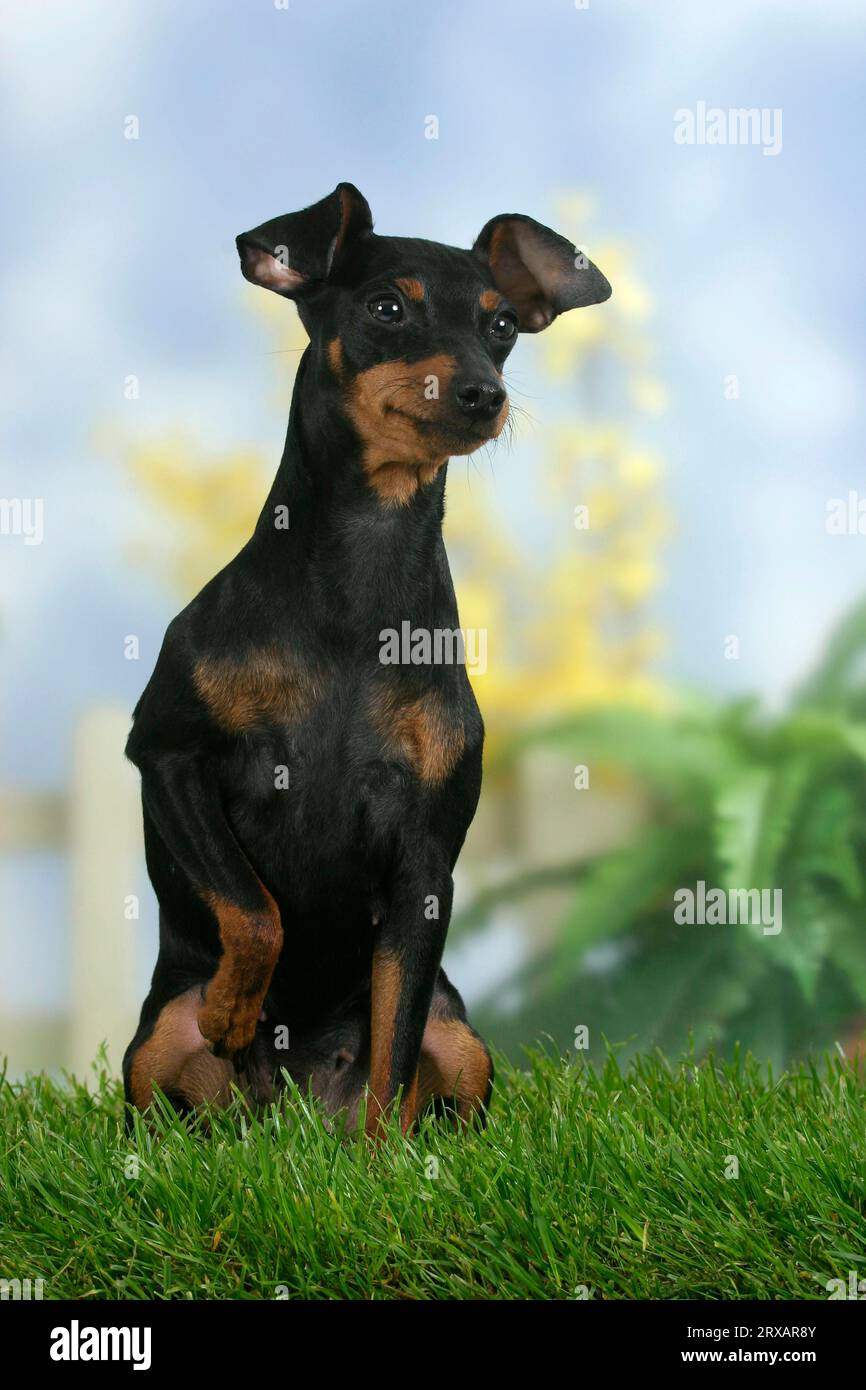 Dwarf pinscher hi-res stock photography and images - Alamy