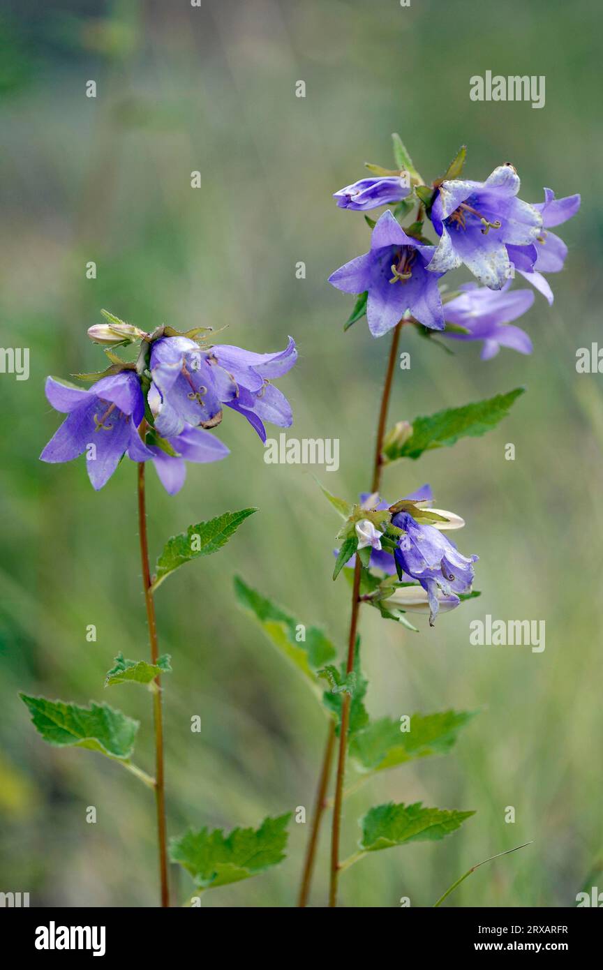 Clustered Bellflower (Campanula glomerata), Provence, Southern France ...