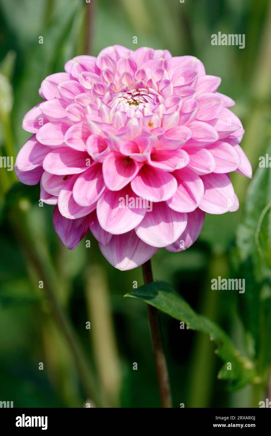 Peter ball hi-res stock photography and images - Alamy