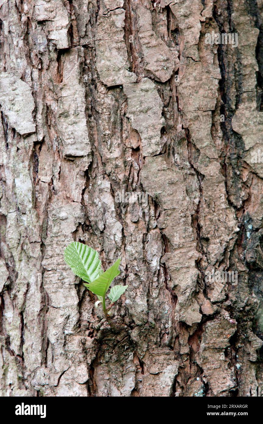 Alder (Alnus glutinosa), bark with young leaves, North Rhine-Westphalia ...