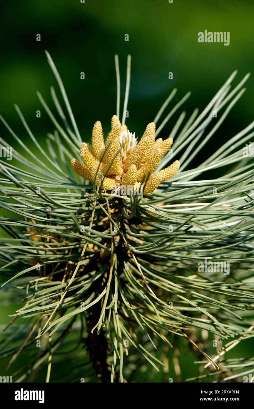 Scots pine (Pinus sylvestris), male flowers, North Rhine-Westphalia ...