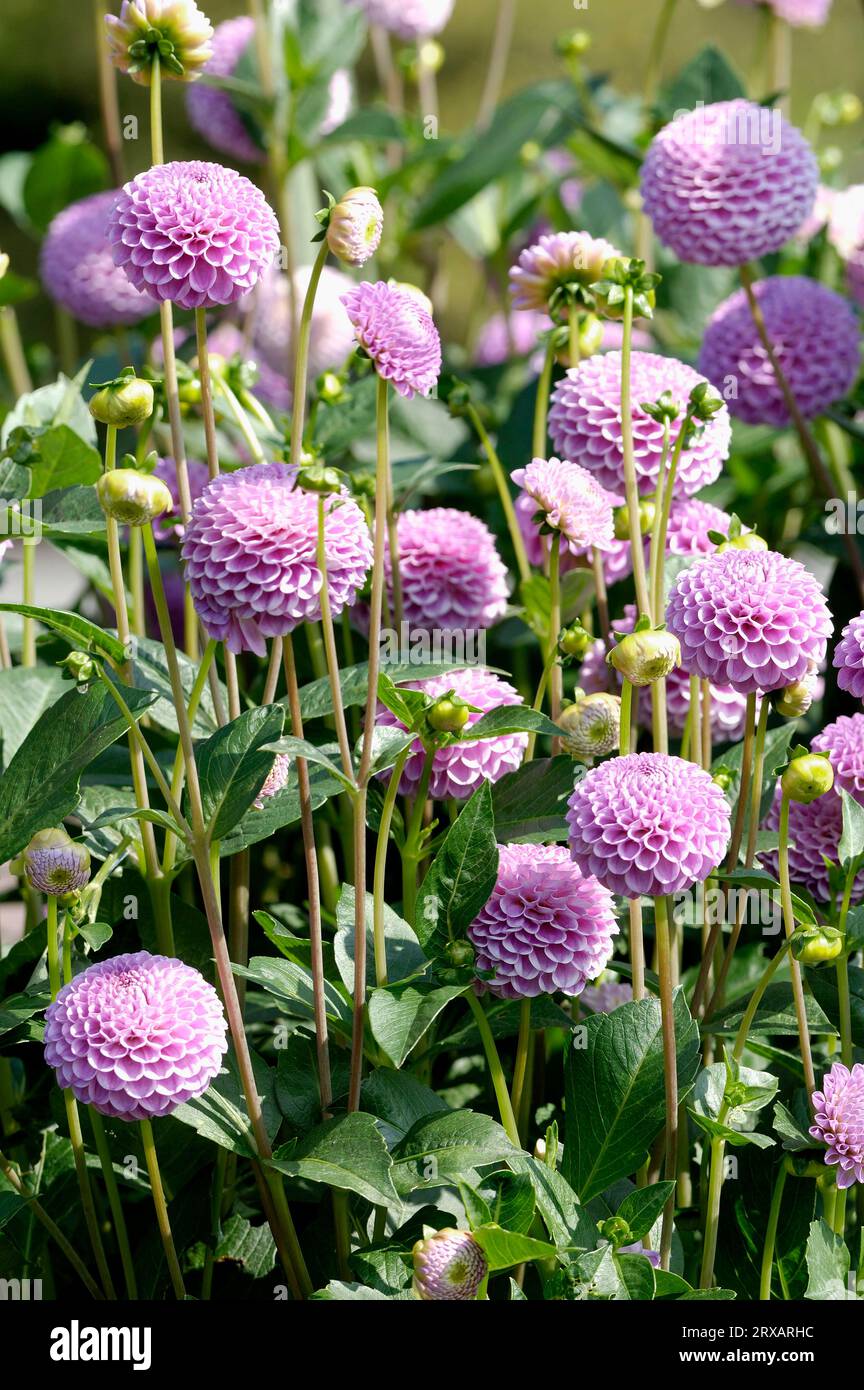 Dahlia 'Franz Kafka' (Dahlia hybrida Stock Photo - Alamy