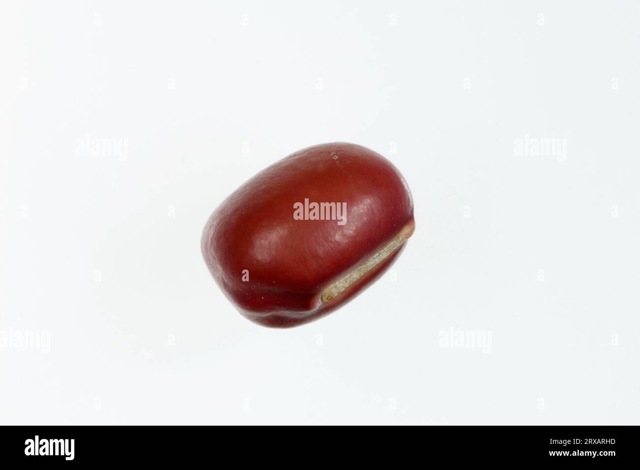Runner Bean (Phaseolus coccineus) (Phaseolus multiflorus), Fire Bean ...