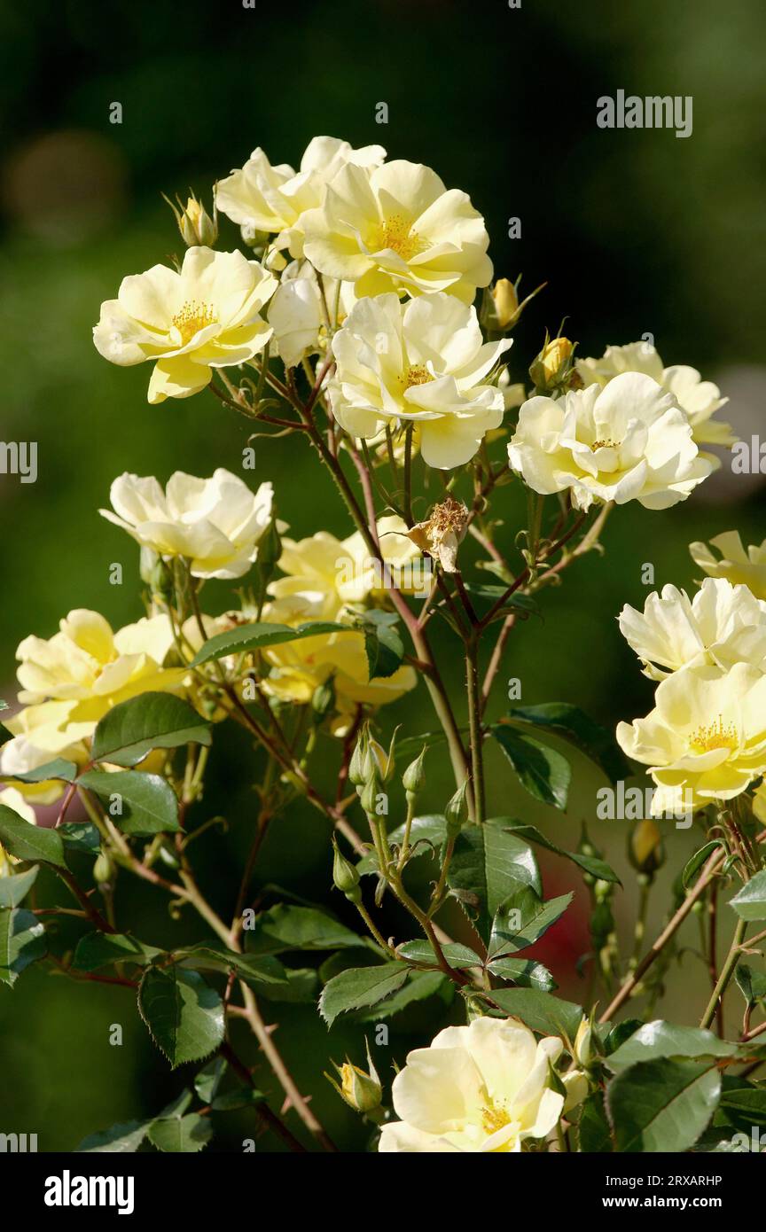 Yellow shrub rose hi-res stock photography and images - Alamy