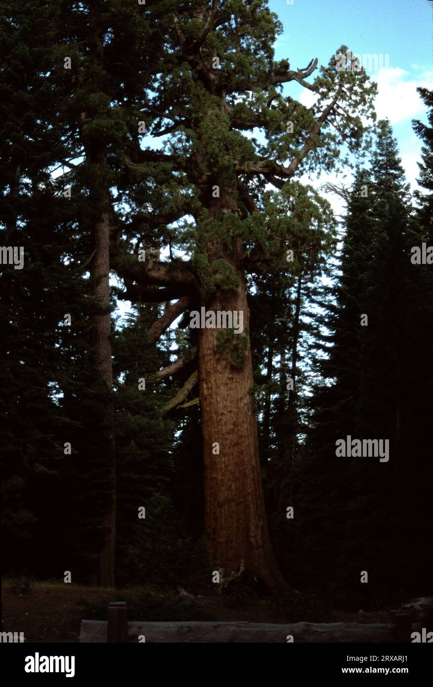 The Mariposa Grove of Giant Sequoia Trees, near Yosemite’s South ...
