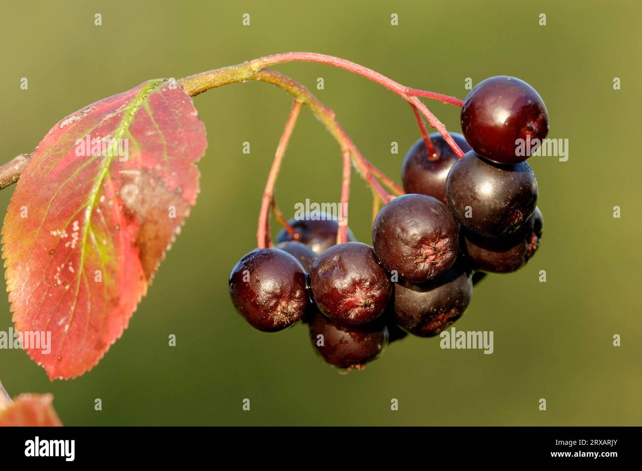 Shaded cherry Serviceberry (Amelanchier canadensis), snowy mespilus ...