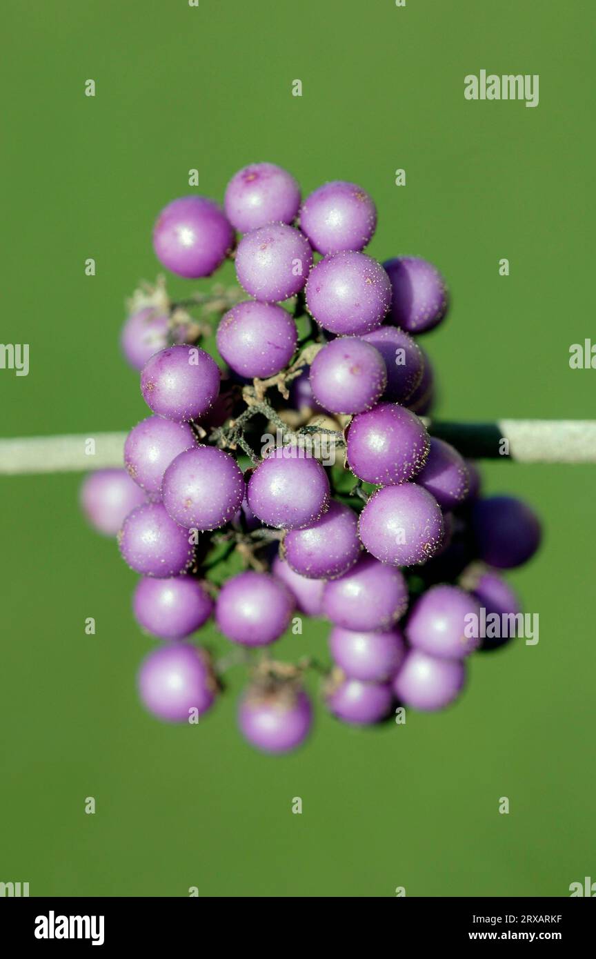 Beautyberry (Callicarpa bodinieri), fruits Stock Photo - Alamy