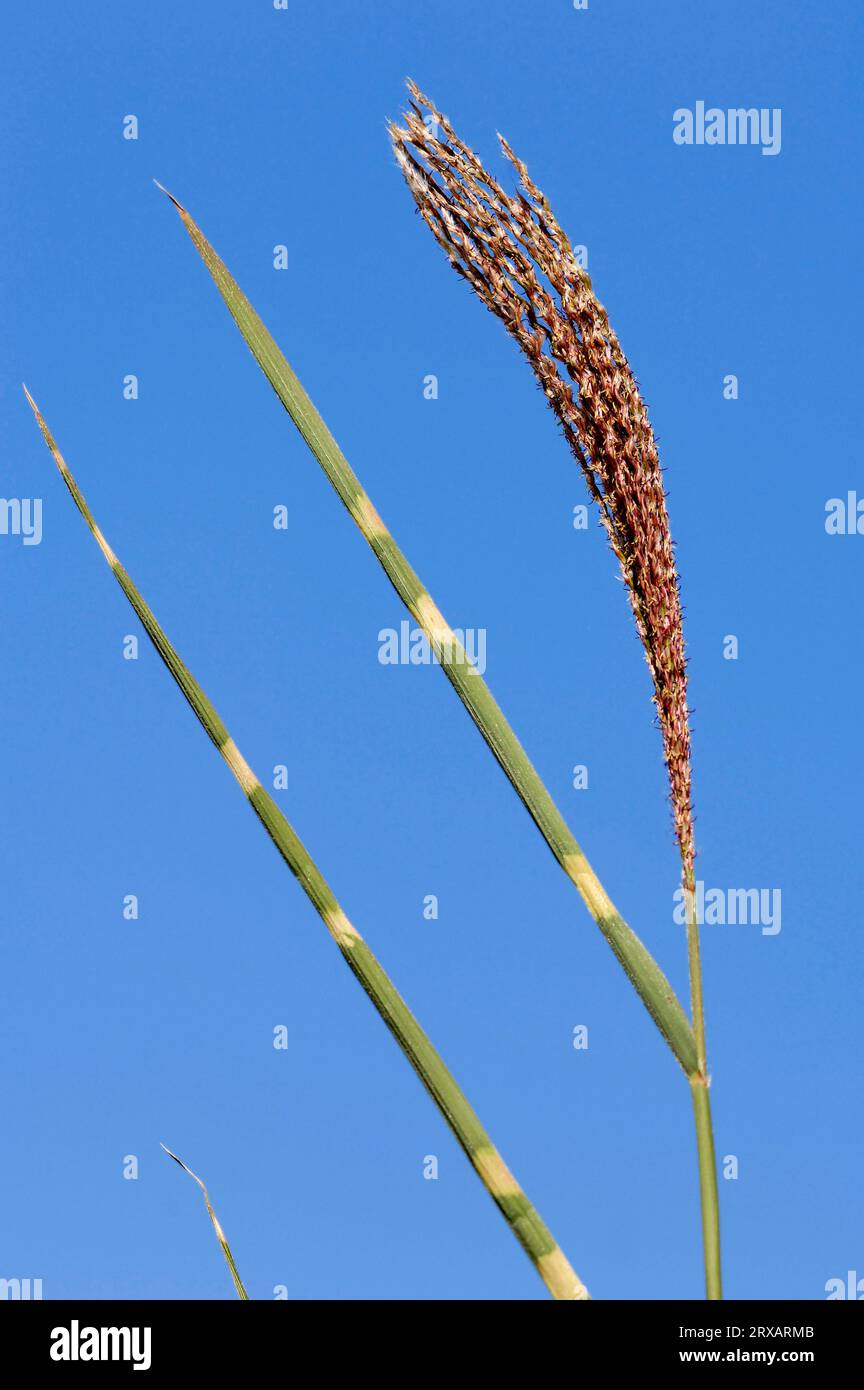 Zebra grass (Miscanthus sinensis 'Zebrinus' Stock Photo - Alamy
