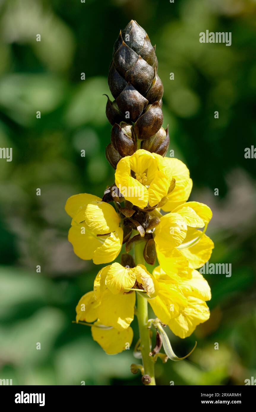 Popcorn Cassia (Cassia didymobotrya) (Senna didymobotrya Stock Photo ...