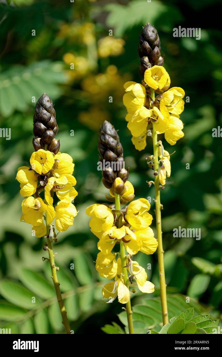 Popcorn Cassia (Cassia didymobotrya) (Senna didymobotrya Stock Photo ...