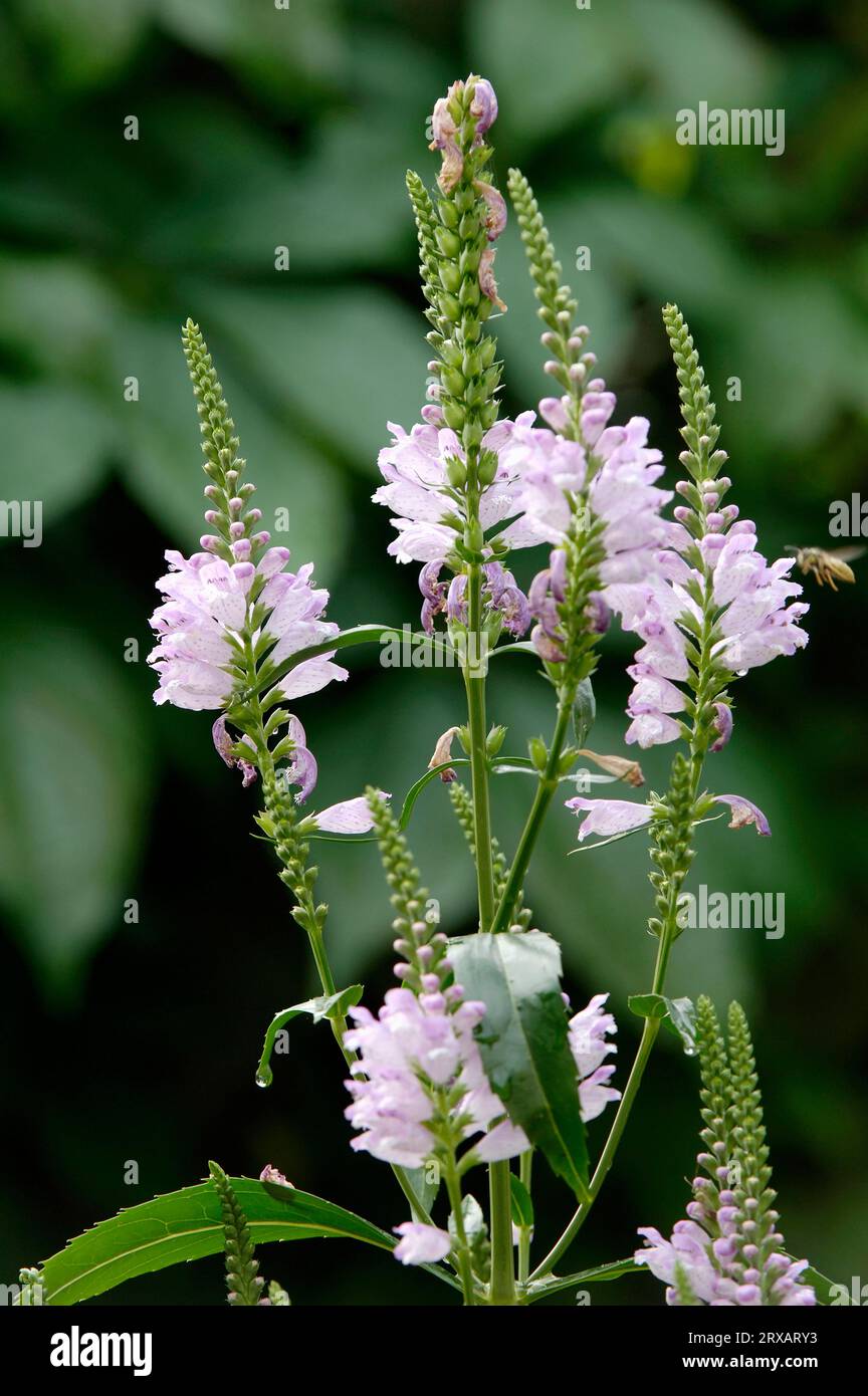 Obedient Plant (Physostegia virginiana), joint flower Stock Photo - Alamy