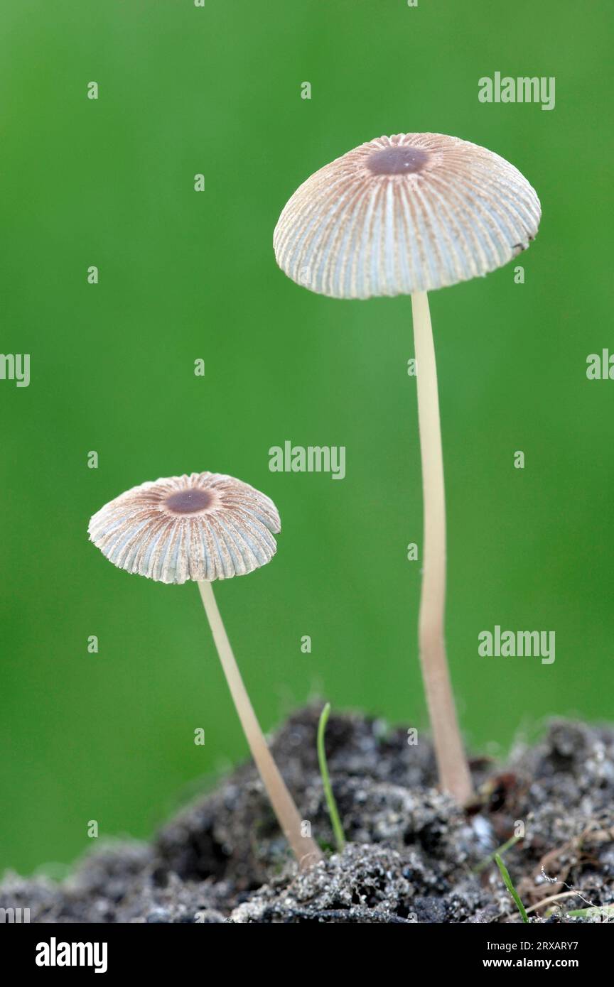 Pleated inkcaps hi-res stock photography and images - Alamy