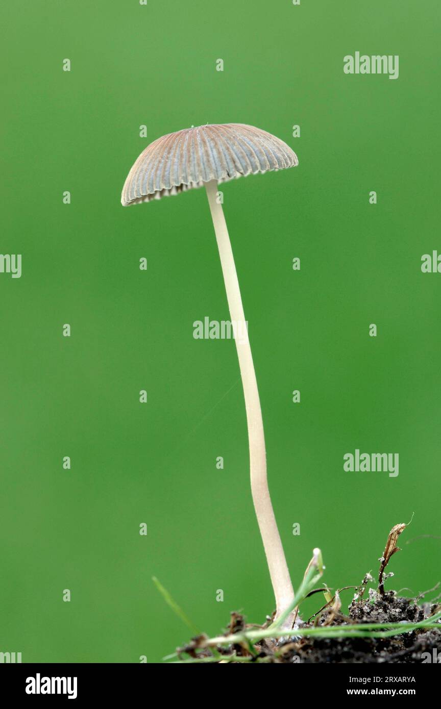Pleated inkcap hi-res stock photography and images - Alamy