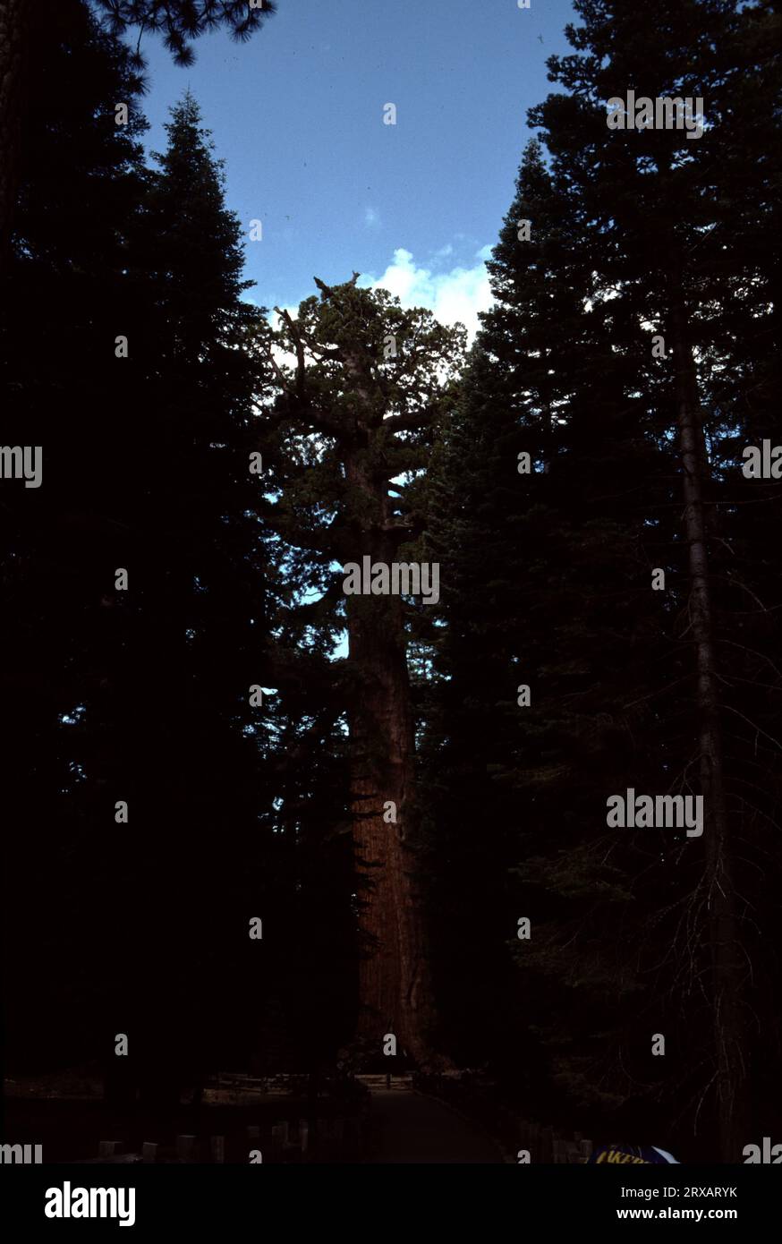 The Mariposa Grove of Giant Sequoia Trees, near Yosemite’s South ...