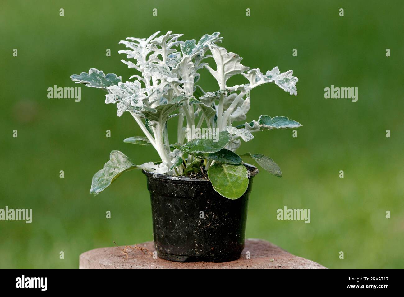 Dusty Miller in flower pot (Senecio cinearia) (Senecio bicolor ...