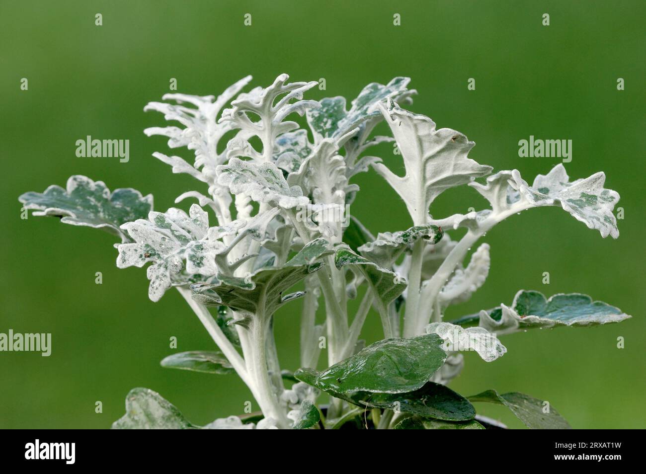 Dusty Miller (Senecio cinearia) (Senecio bicolor Stock Photo - Alamy