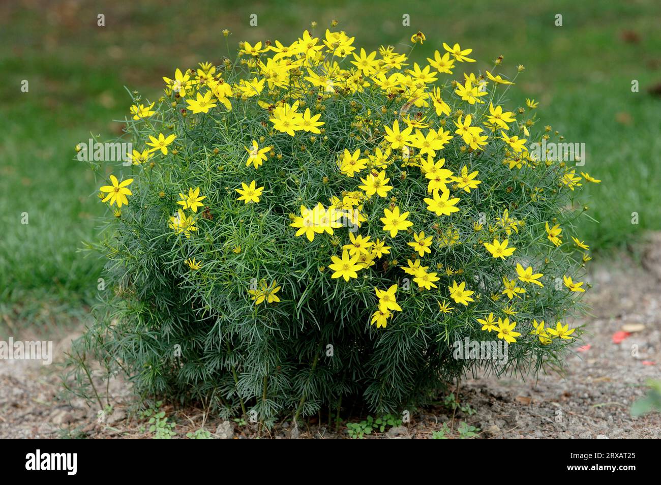 Lanceleaf Coreopsis, needle-leaved whorled-leaved tickseed (Coreopsis ...