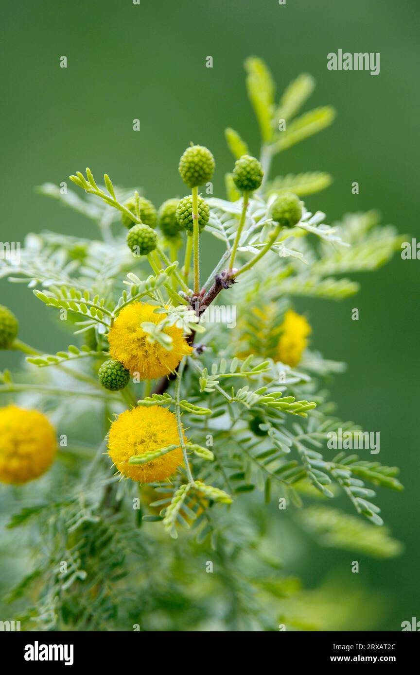 Acacia tree in deserted hi-res stock photography and images - Alamy