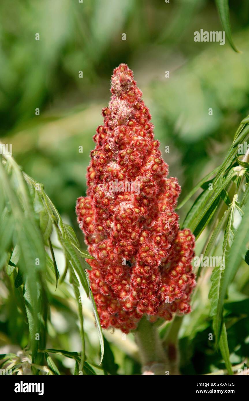 Sumac tree blossom hi-res stock photography and images - Alamy