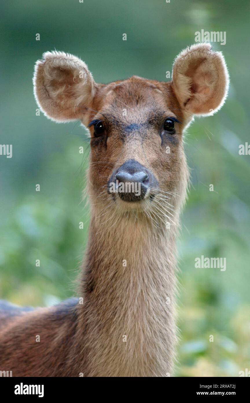Female barasingha hi-res stock photography and images - Alamy