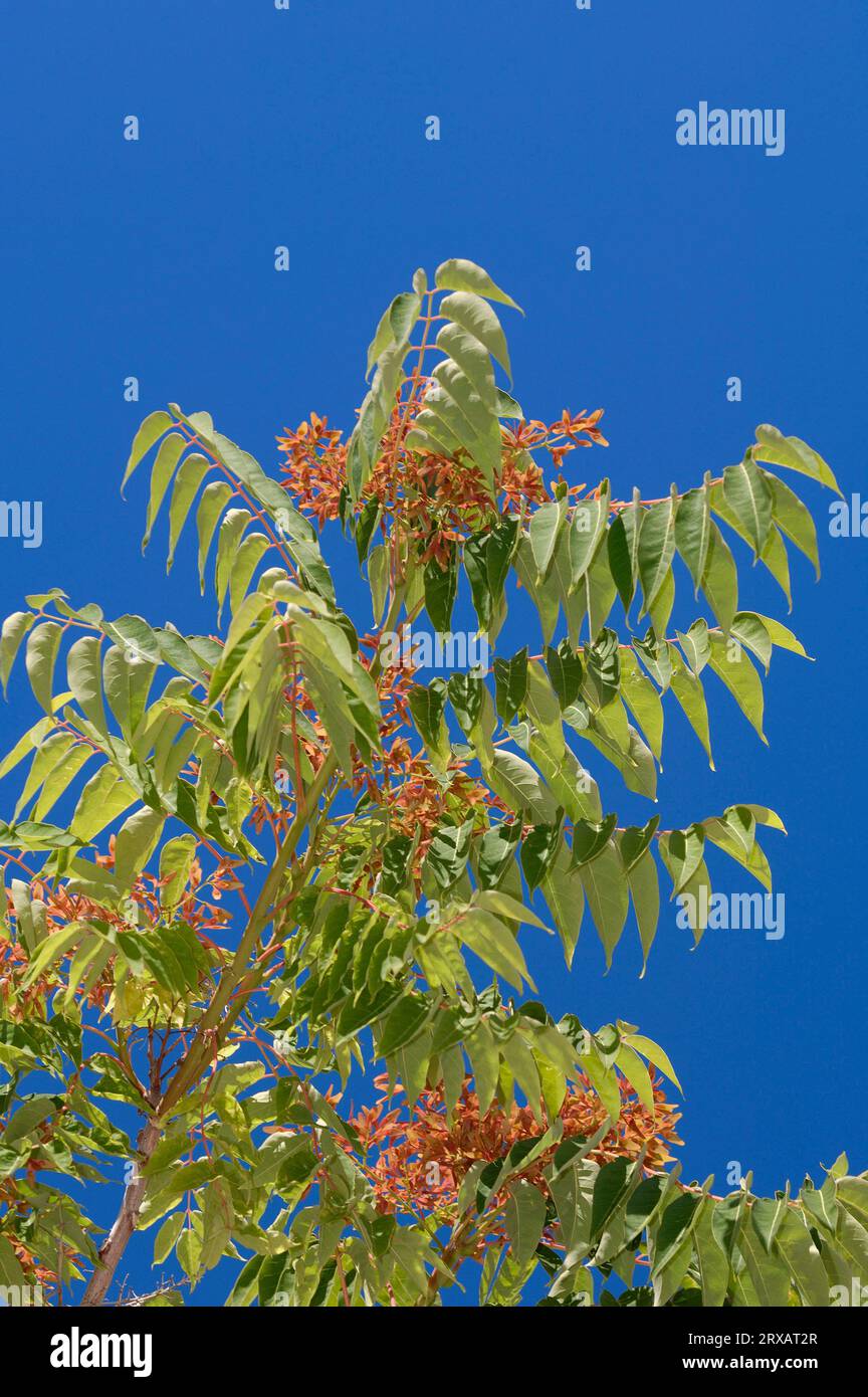 Tree of heaven (Ailanthus altissima Stock Photo - Alamy