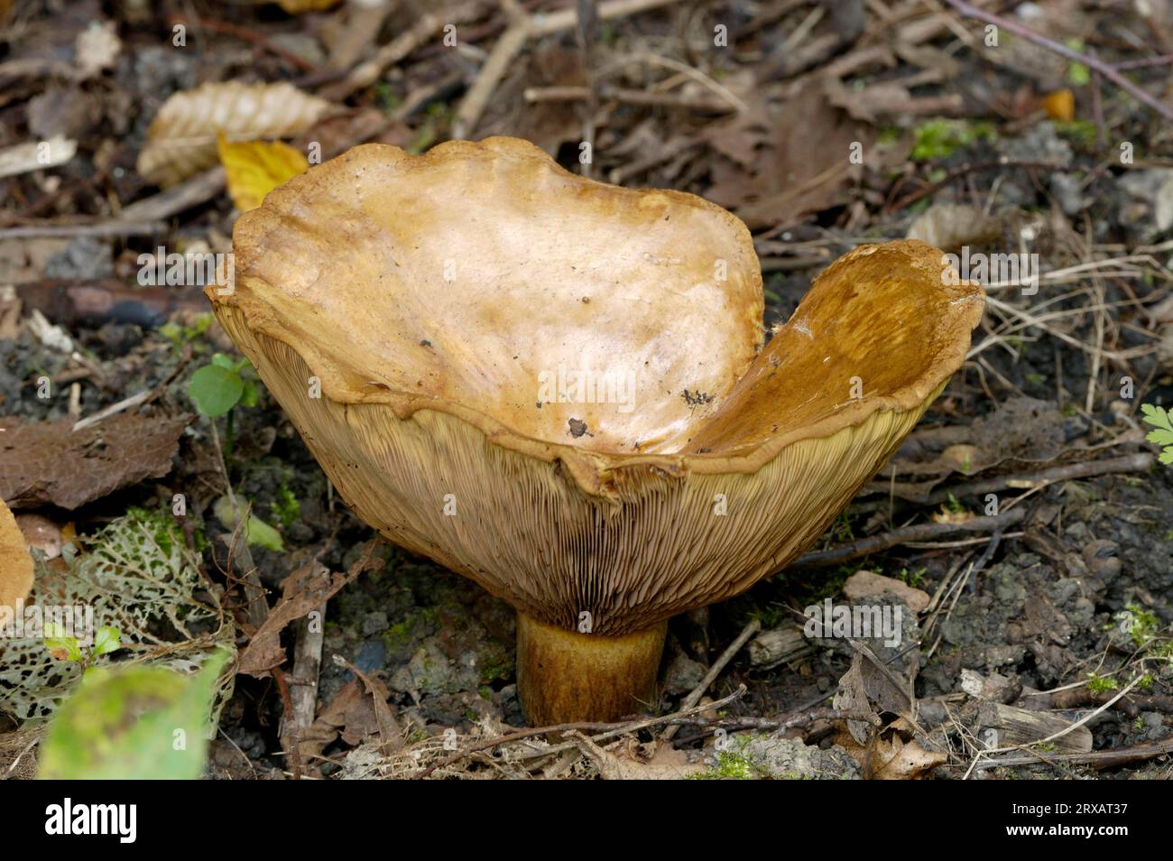Brown rollmops, brown roll-rim (Paxillus involutus), Germany Stock ...