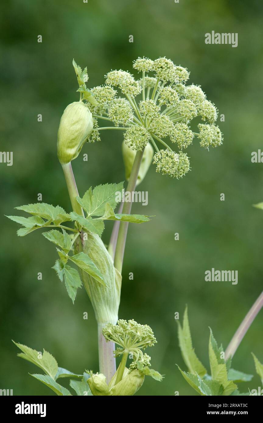 Norwegian angelica (Angelica archangelica), North Rhine-Westphalia ...
