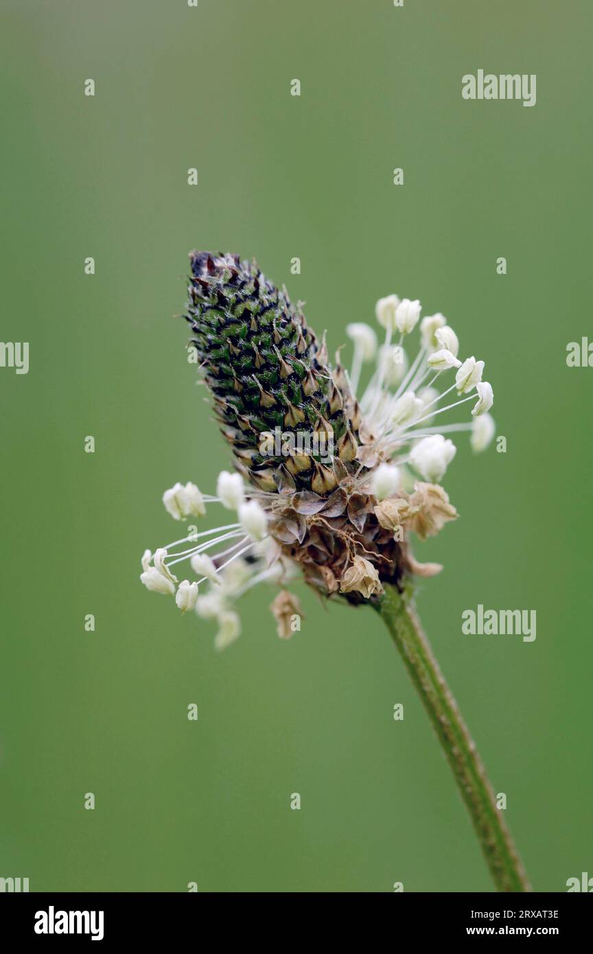 English Plantain (Plantago lanceolata), North Rhine-Westphalia, Germany ...
