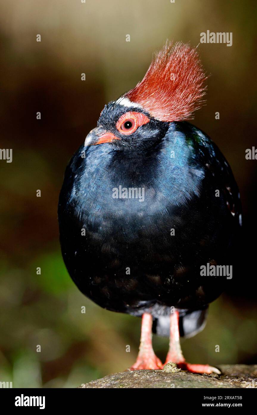 Crested Wood Partridge, male (Rollulus roulroul), Ostrich Quail, male ...