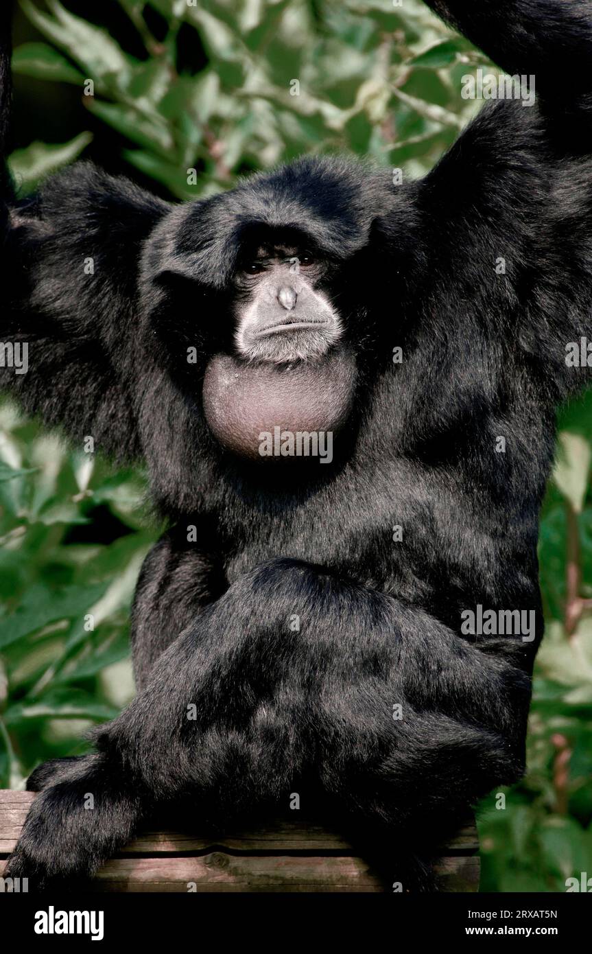 Siamang, male (Hylobates syndactylus Stock Photo - Alamy