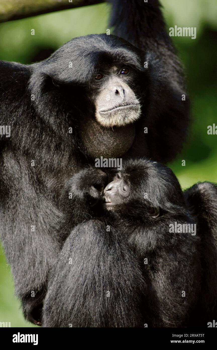 Siamangs, female with young (Hylobates syndactylus), female with young ...