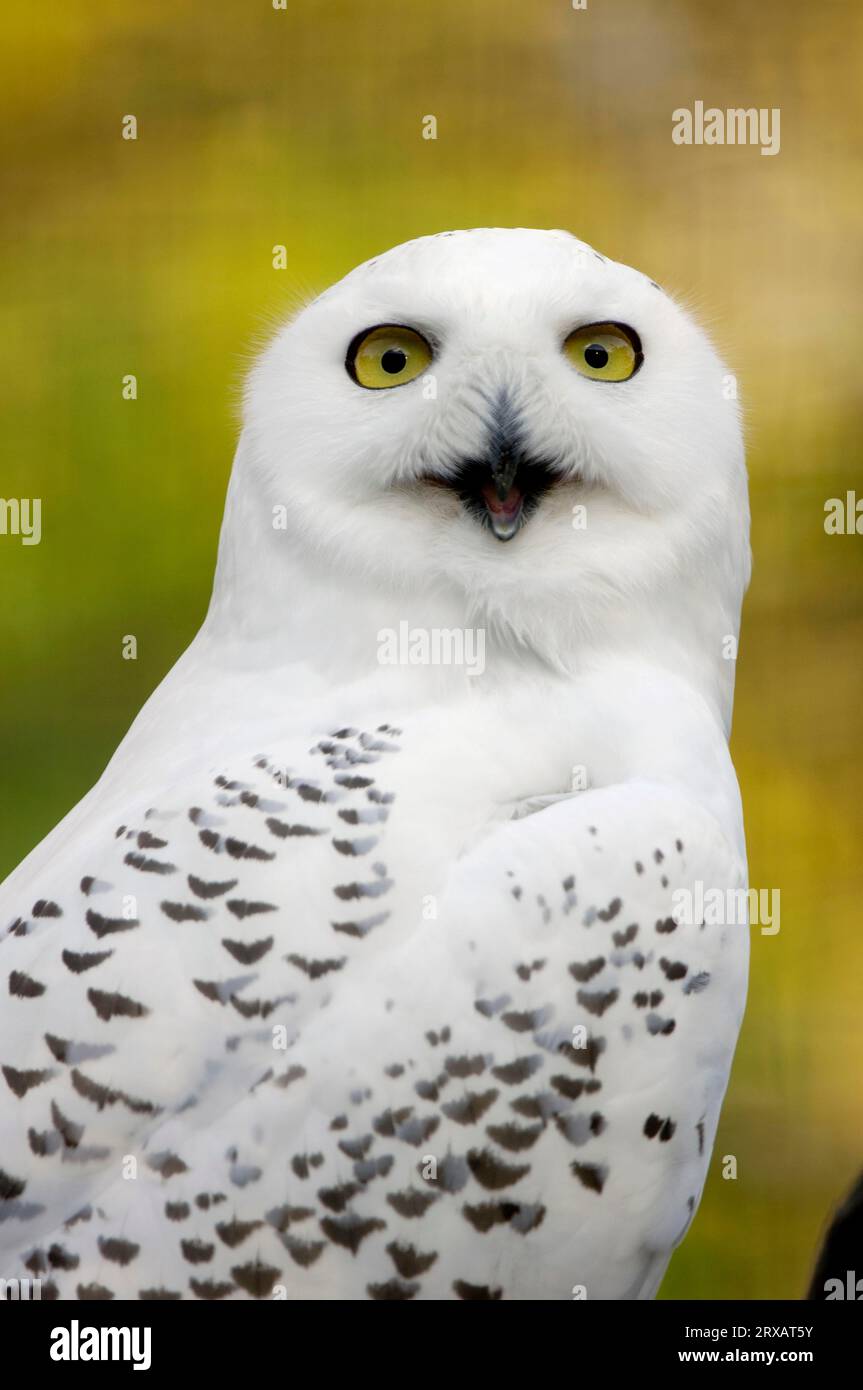 Female snowy owl owl hi-res stock photography and images - Alamy