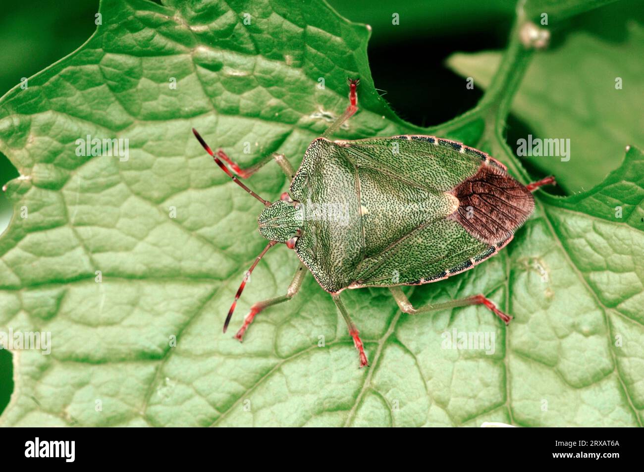 Green shield bug (Palomena prasina), North Rhine-Westphalia, green ...