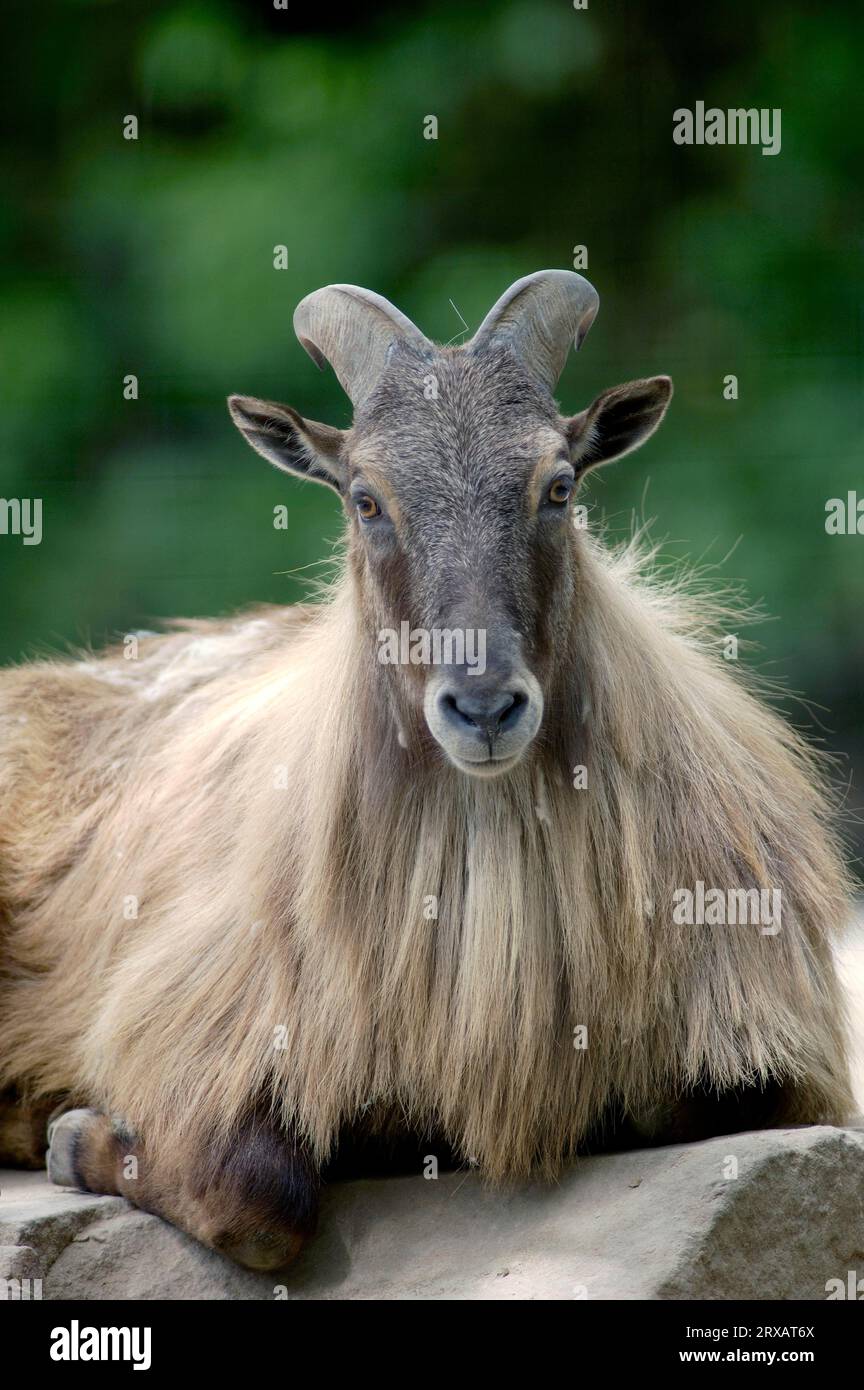 Himalayan tahr hemitragus jemlahicus male hi-res stock photography and ...