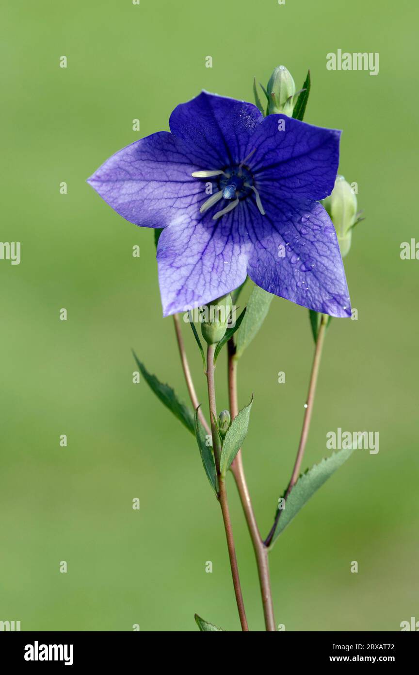 Balloon Flower (Platycodon grandiflorus Stock Photo - Alamy