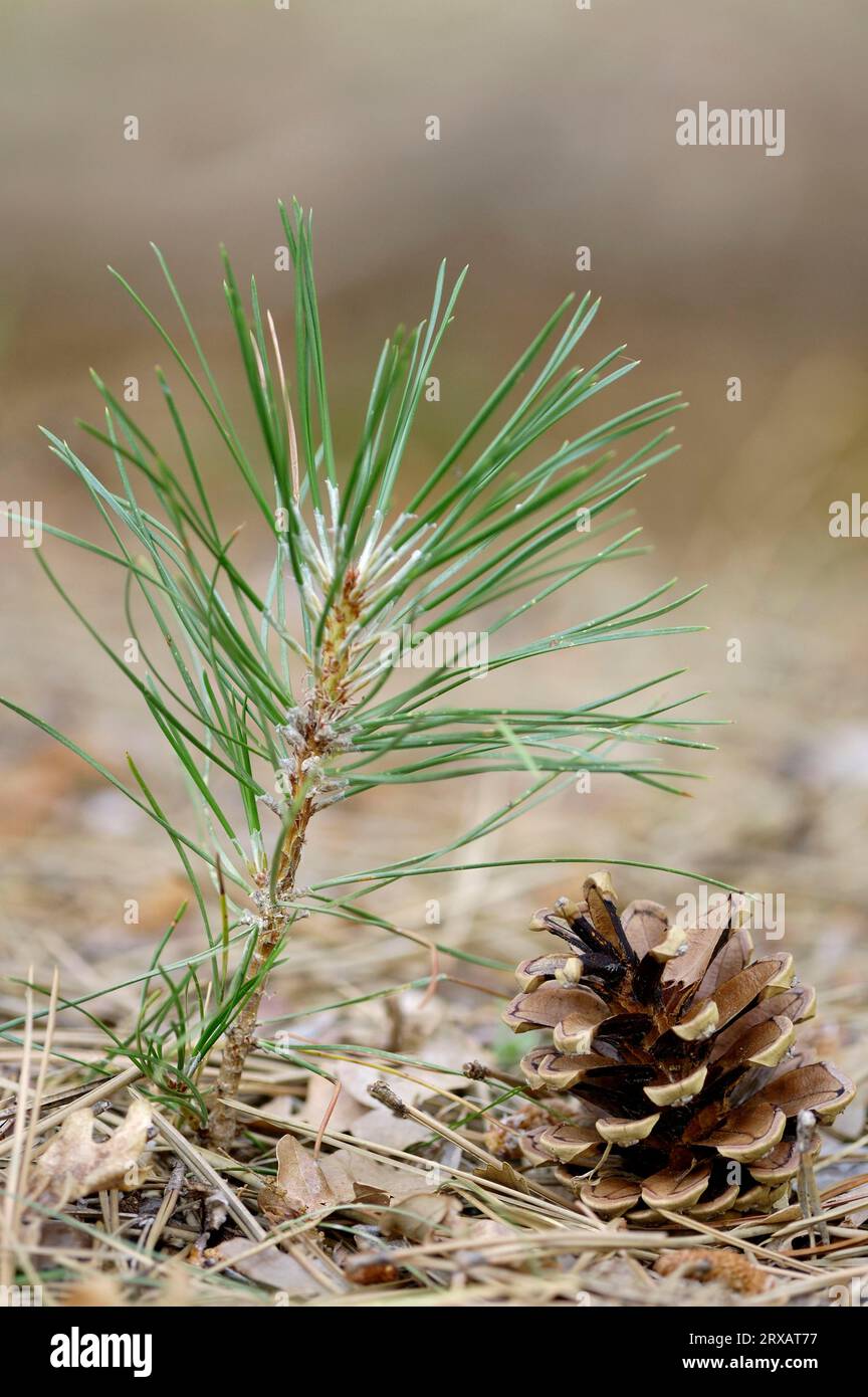 Aleppo pine (Pinus halepensis), seedling and cone, Provence, Southern ...