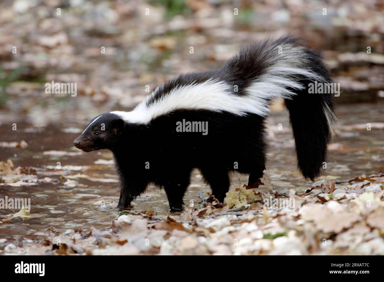 Striped Skunk (Mephitis mephitis Stock Photo - Alamy