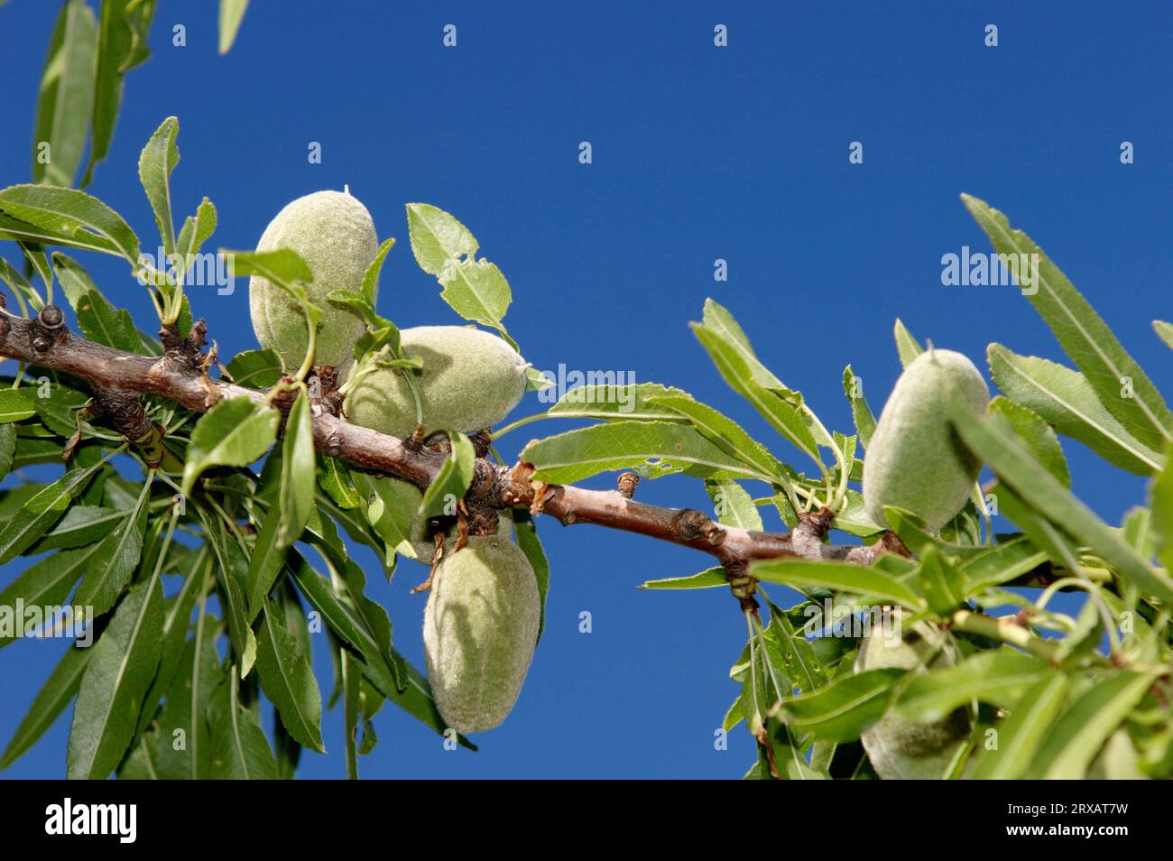 Almond tree (Prunus dulcis) on a tree, Provence, Southern France Stock ...