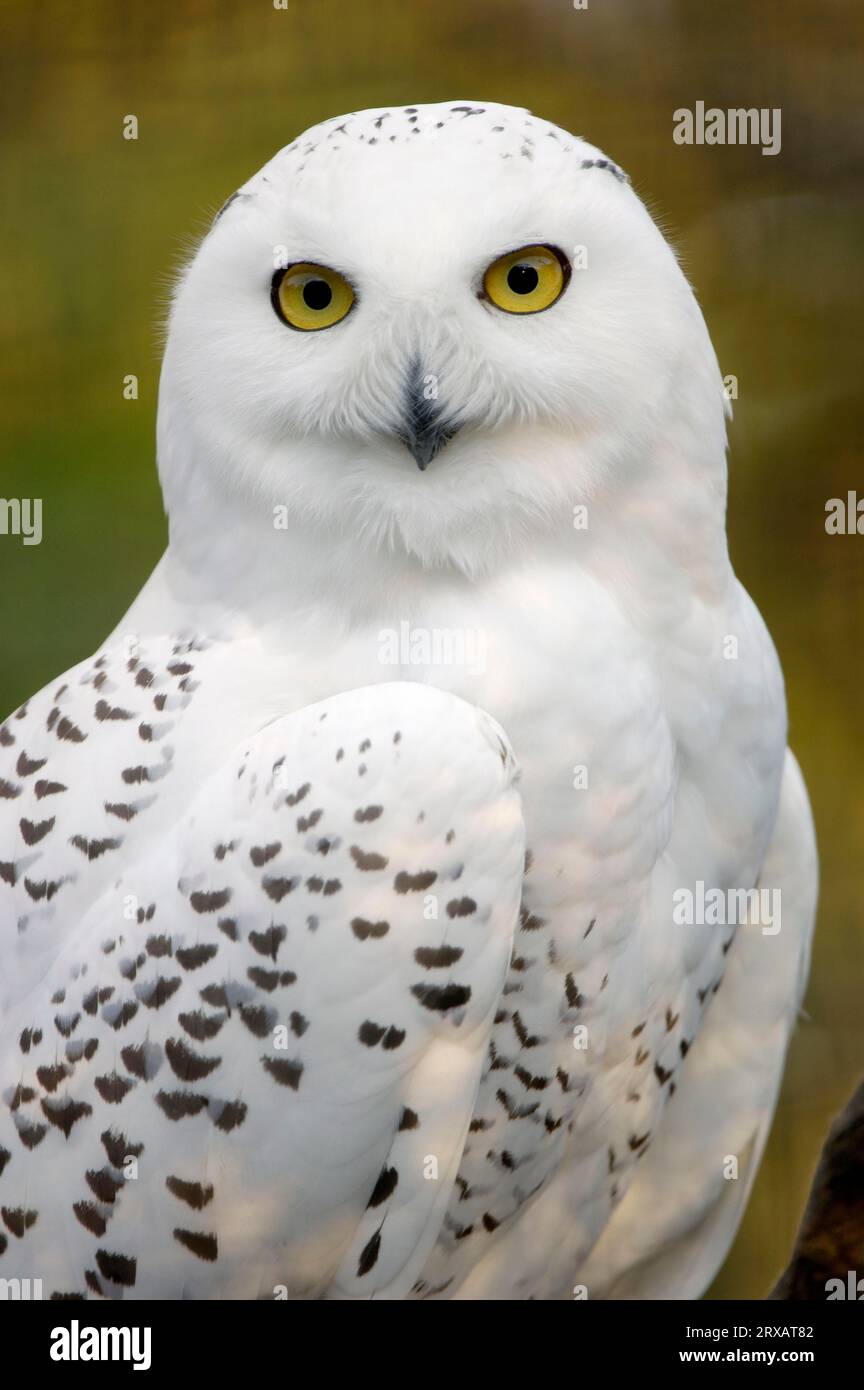Snowy owl face hi-res stock photography and images - Alamy