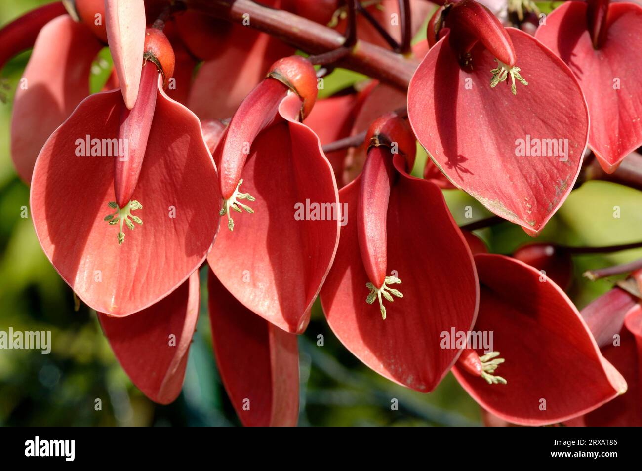 Cockspur coral tree erythrina crista galli hi-res stock photography and ...
