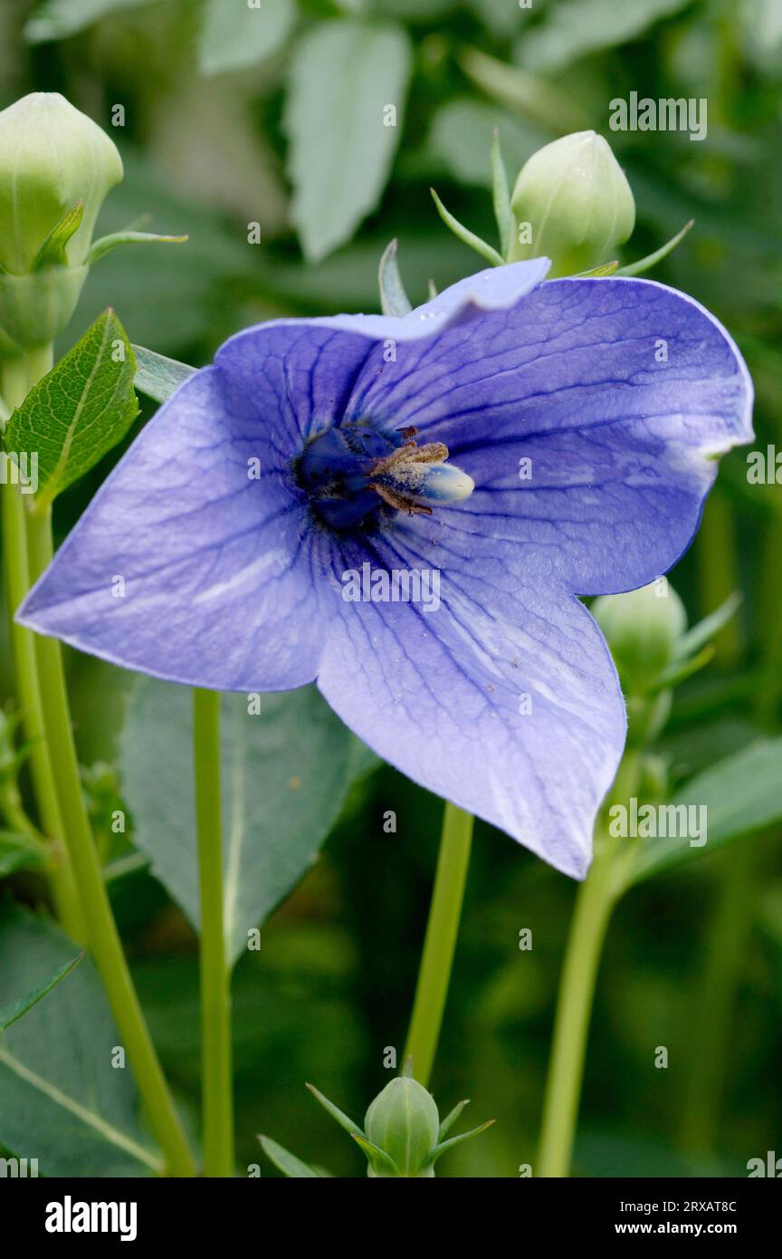 Balloon Flower (Platycodon grandiflorus Stock Photo - Alamy
