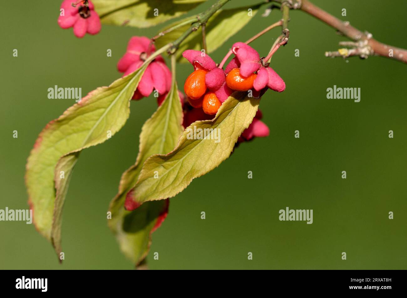 European spindle (Euonymus europaeus Stock Photo - Alamy