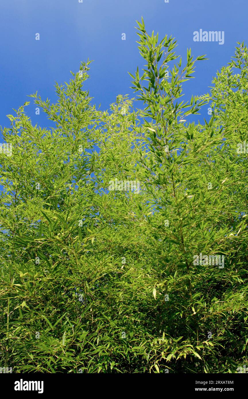 Japanese Timber Bamboo (Phyllostachys bambusoides Stock Photo - Alamy