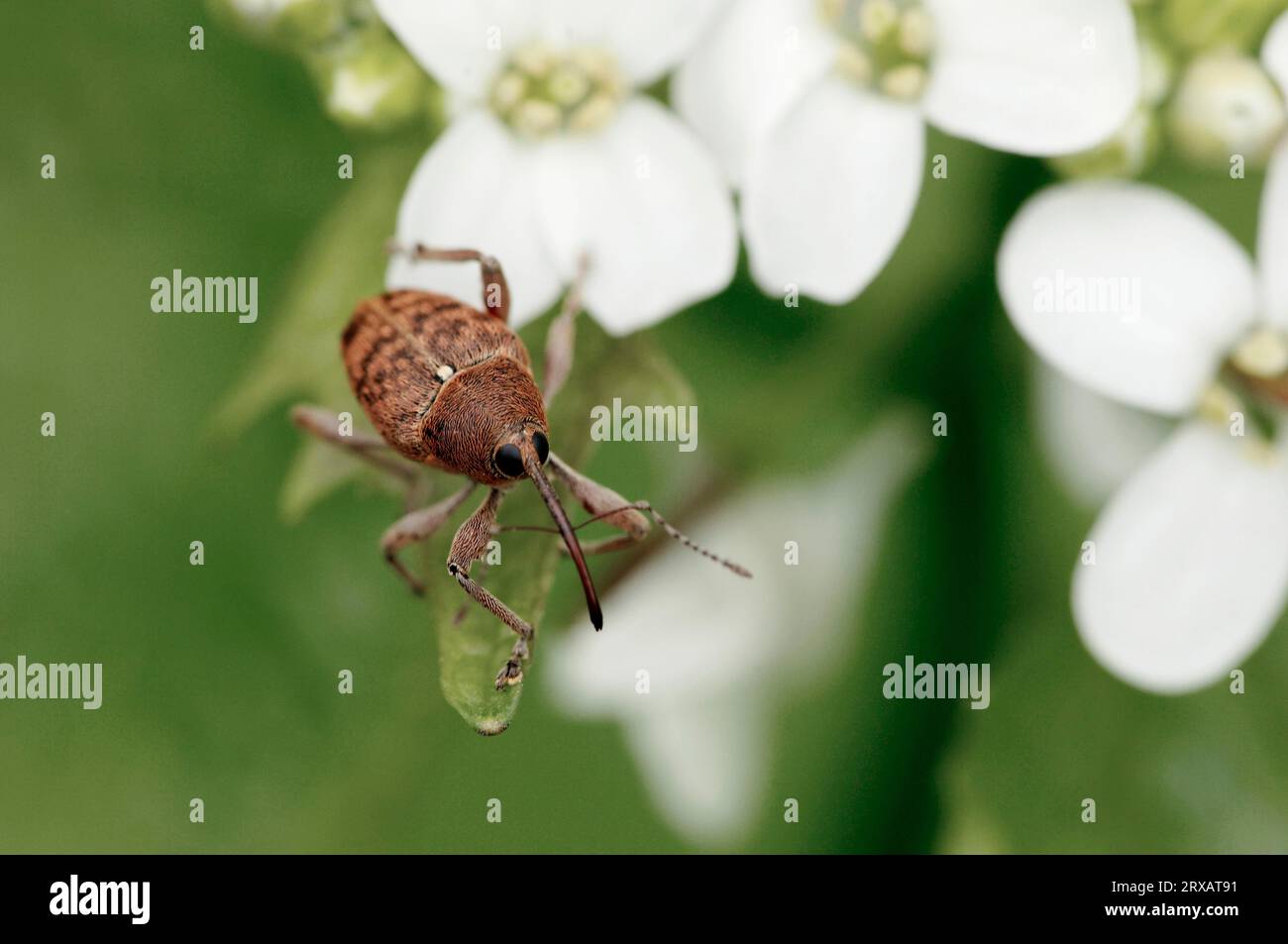 Acorn weevil curculio glandium hi-res stock photography and images - Alamy