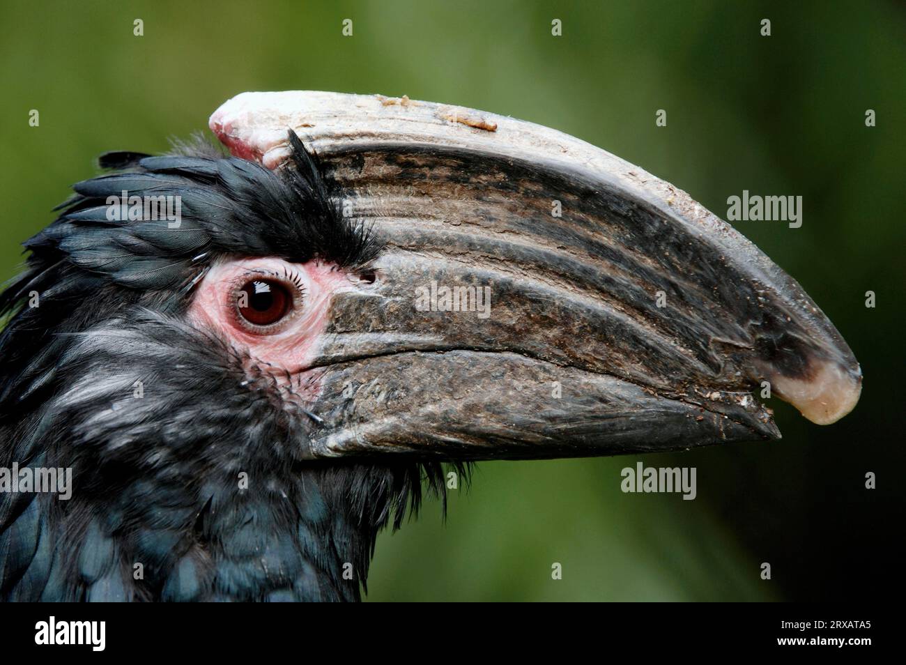 Trumpeter hornbill (Bycanistes bucinator) (Ceratogymna bucinator), side ...