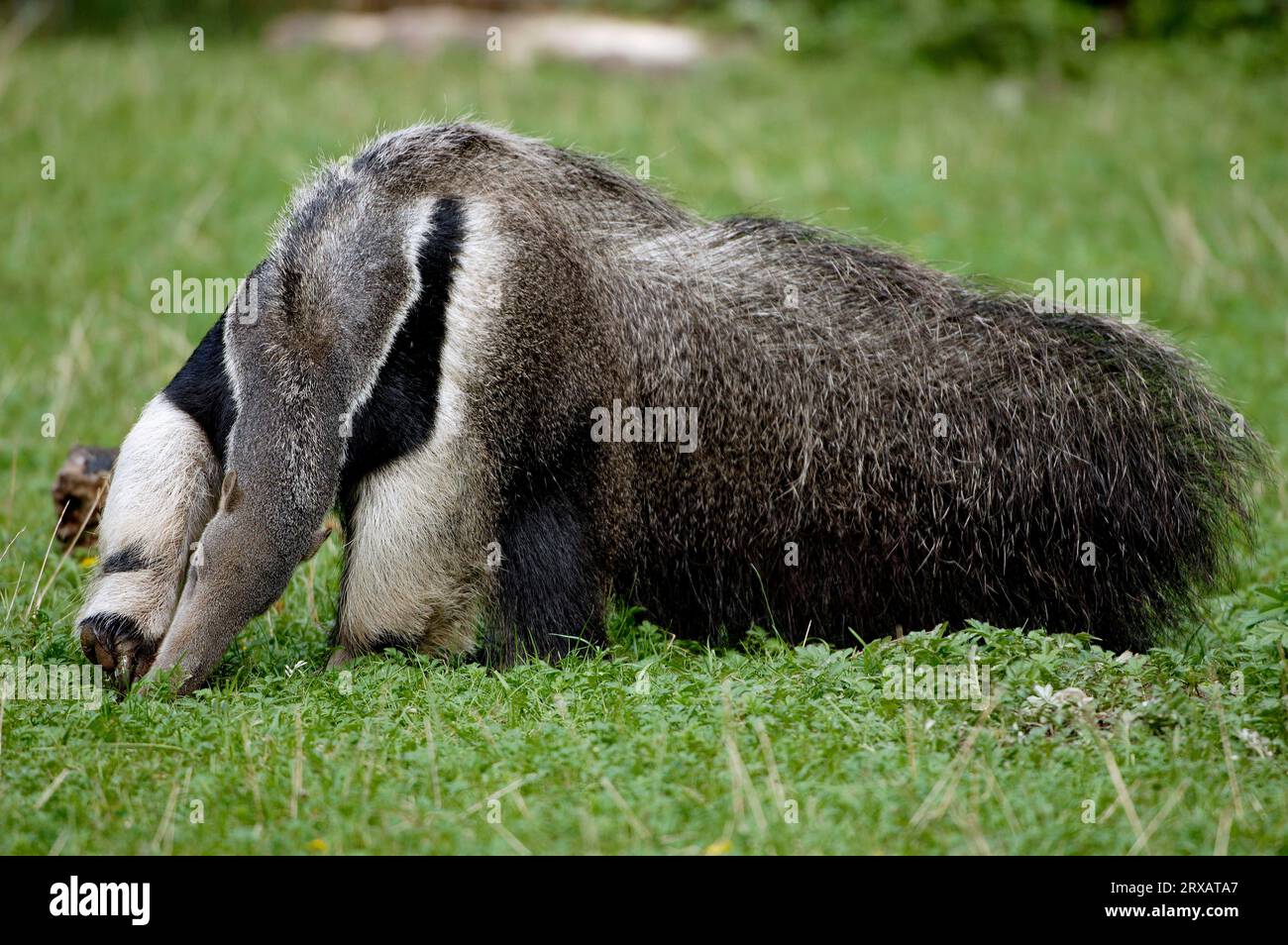 Giant anteater feeding hi-res stock photography and images - Alamy